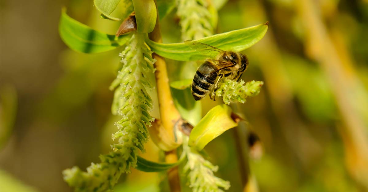 Tips to Make Your Backyard Pollinator and Bee Friendly - AMA