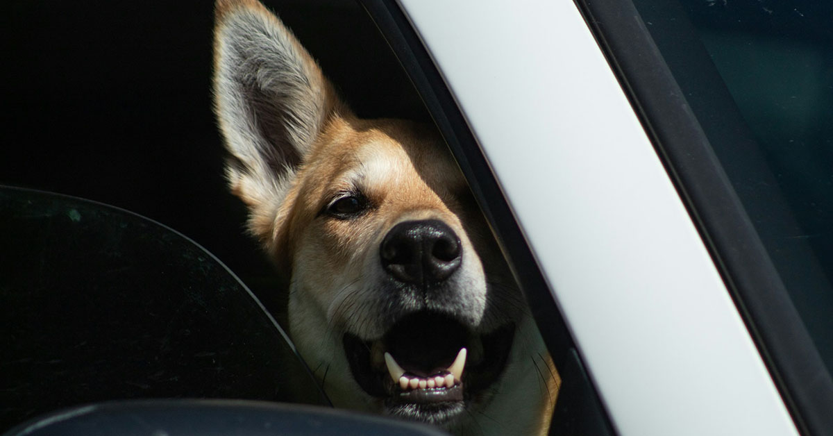 Keep Your Dog Safe in the Car: Essential Dog Car Safety Tips | AMA