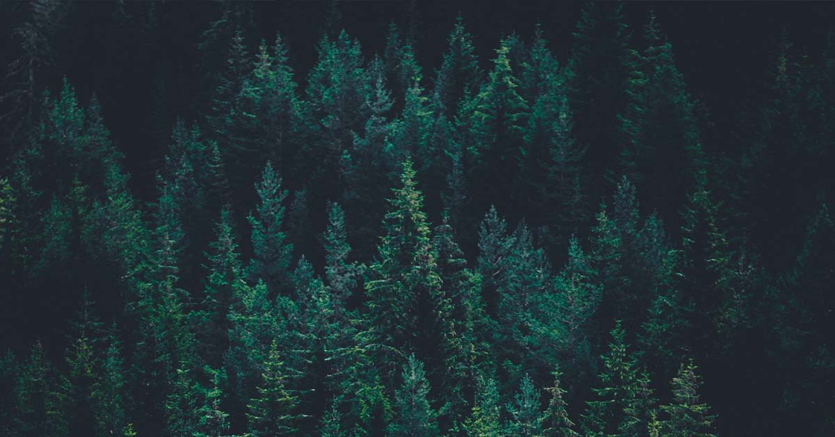 Centennial Forests | AMA