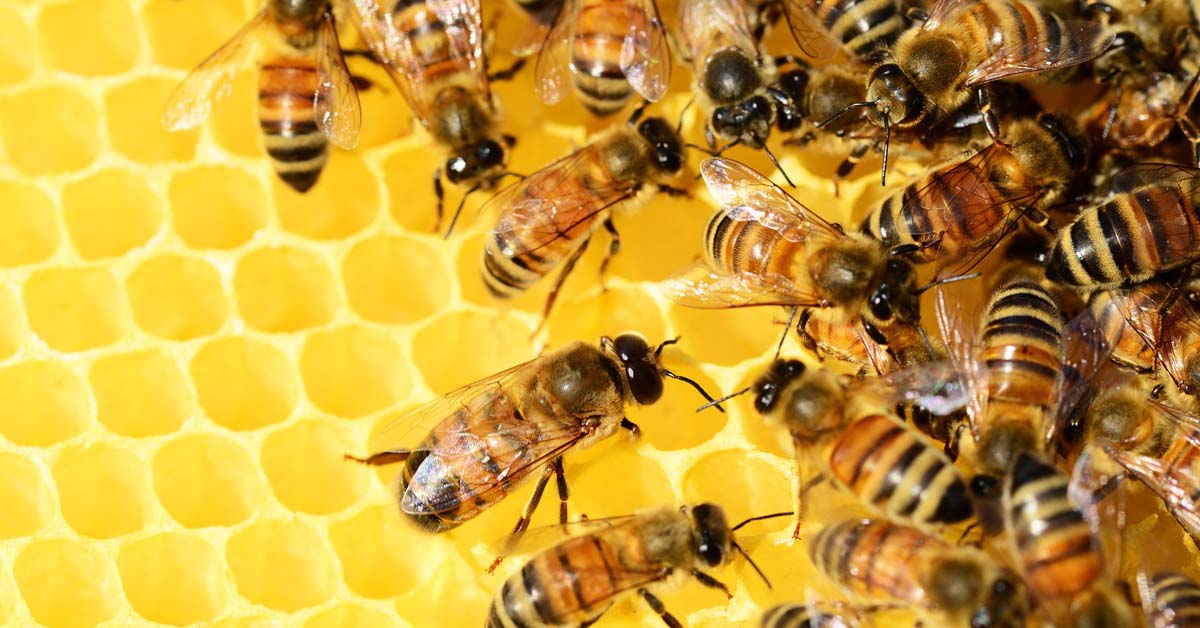 AMA Beehives: A Message from Michelle Chimko - AMA