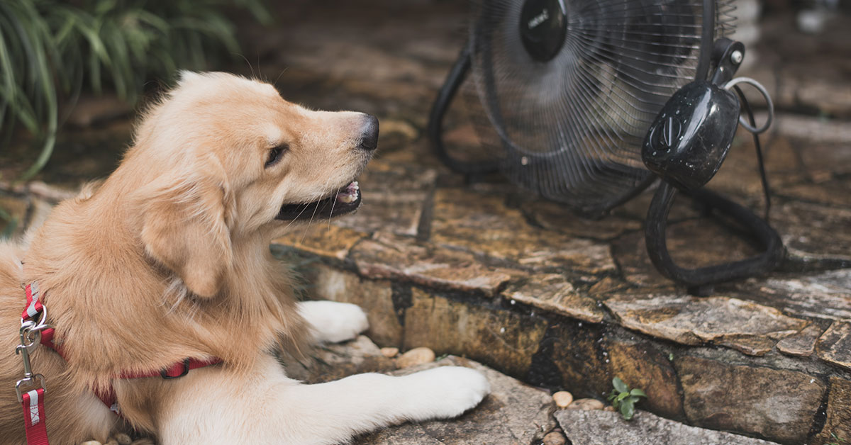 How to Keep Pets Cool in Summer