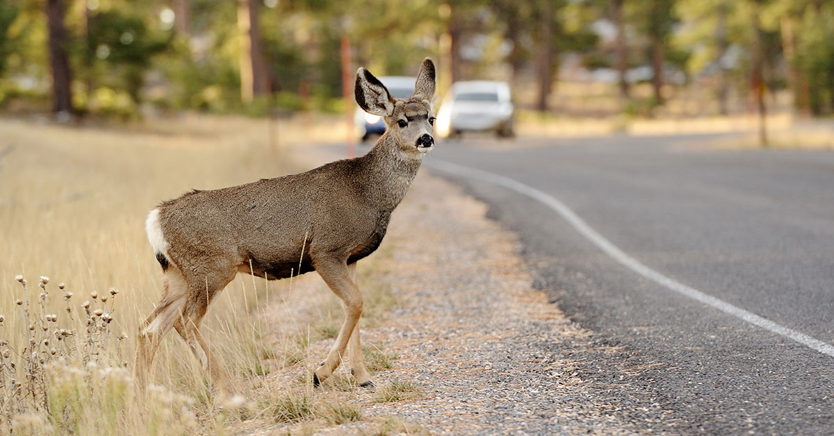 Wildlife Road Safety Tips | AMA